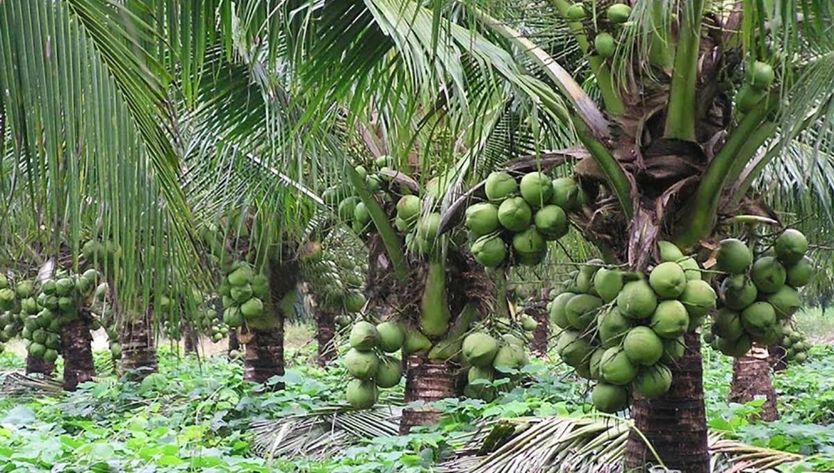 Coconut harvest පොල් අස්වැන්නේ වැඩිවීමක් - Thulana Mag